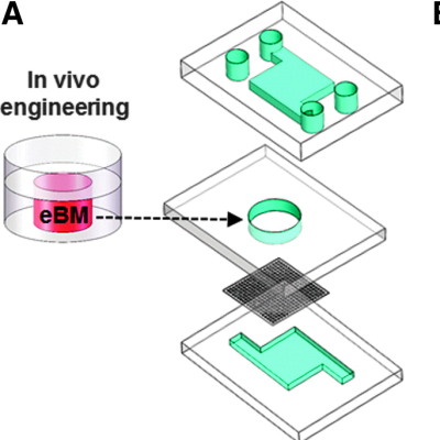 Bone Marrow-on-a-Chip Model Can Assess Radiation Damage