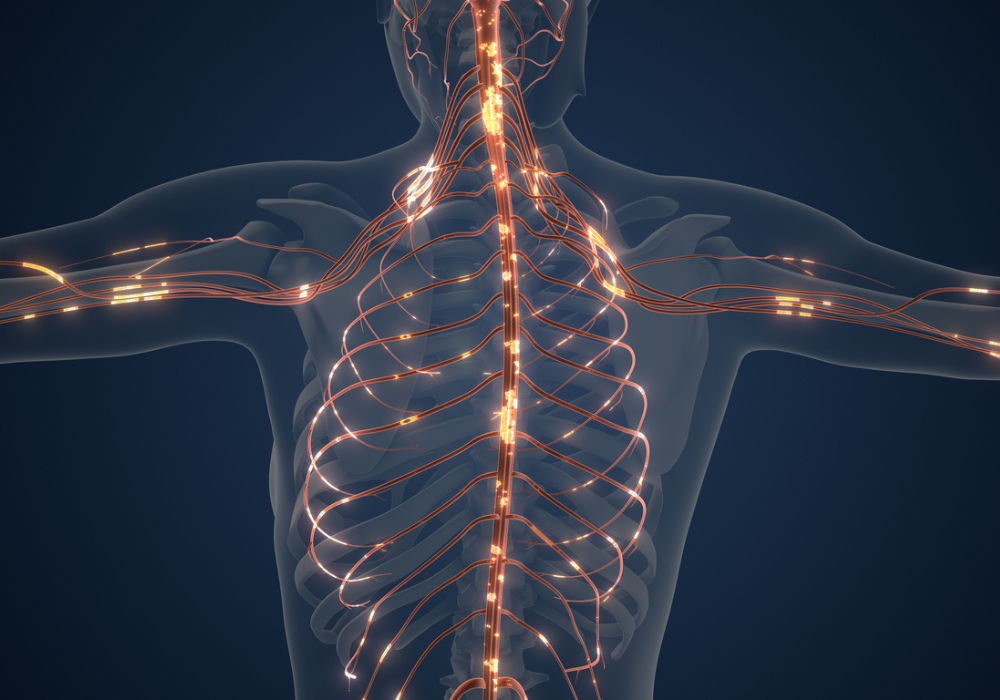 3D MR Neurography and ZTE MRI for Nerve and Bone Mapping