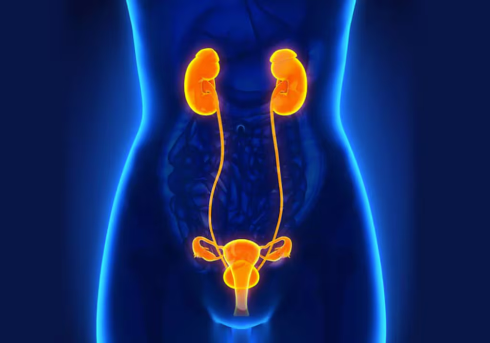 MRI-Defined Bladder Invasion Predicts Outcomes in Cervical Cancer