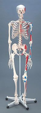 Promoting Management and Leadership - HealthManagement.org | Skeleton anatomical model / with ...